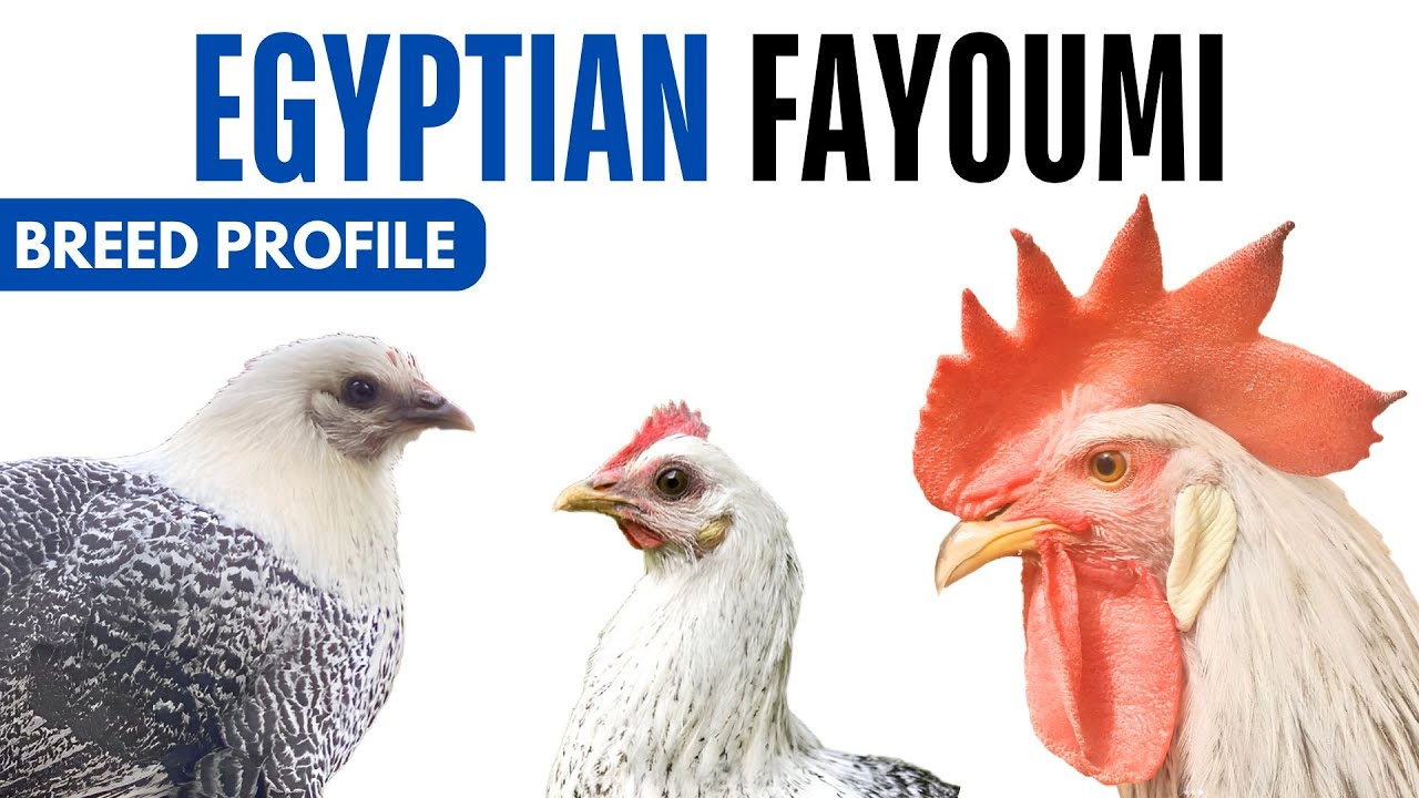 Fayoumi Breed Profile History Health Issues - Egyptian Fayoumi Chicken ...