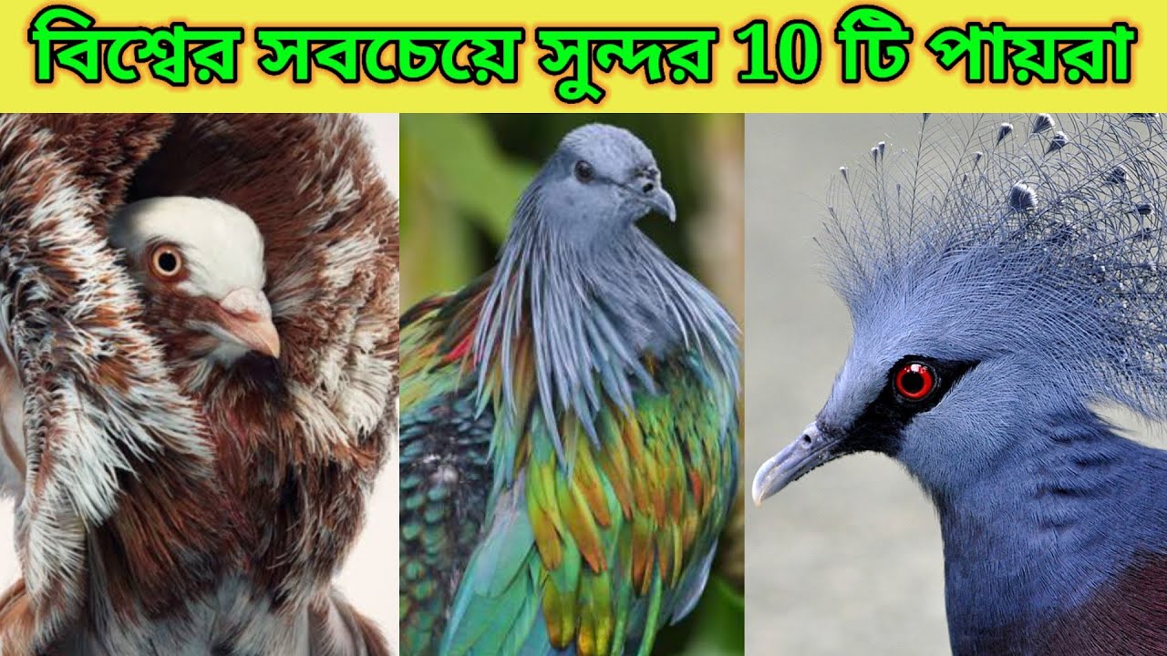 10 MOST RAREST PIGEON IN THE WORLD/বিশ্বের সবচেয়ে সুন্দর পায়রা#pigeon ...