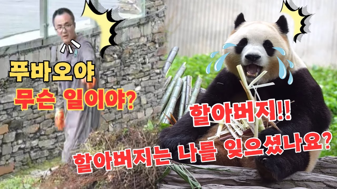 푸바오는 먹으면서 울고 있어요 😭💦💦 쉬샹 아빠 무슨 일이 일어난 거예요 Youtube