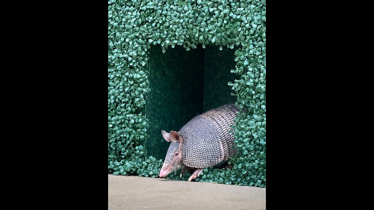 Happy 9th Birthday to Dillon the Nine-banded Armadillo - YouTube
