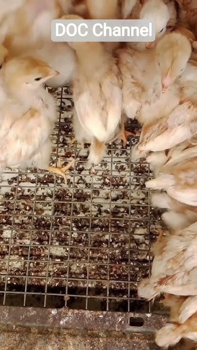 vaksin NDLmult flok 2 #youtubeshorts - YouTube