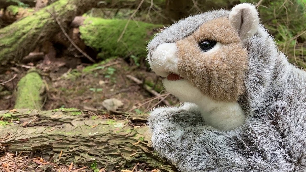 Squirrel Dialogues 15: On Expressing Anger - YouTube