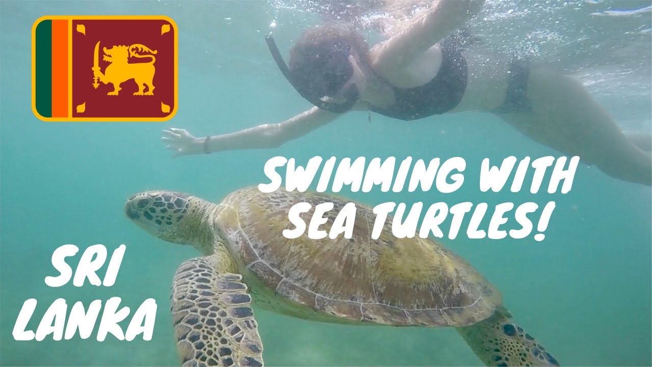 Swimming with Sea Turtles! I Exploring Mirissa Beach Sri Lanka - YouTube