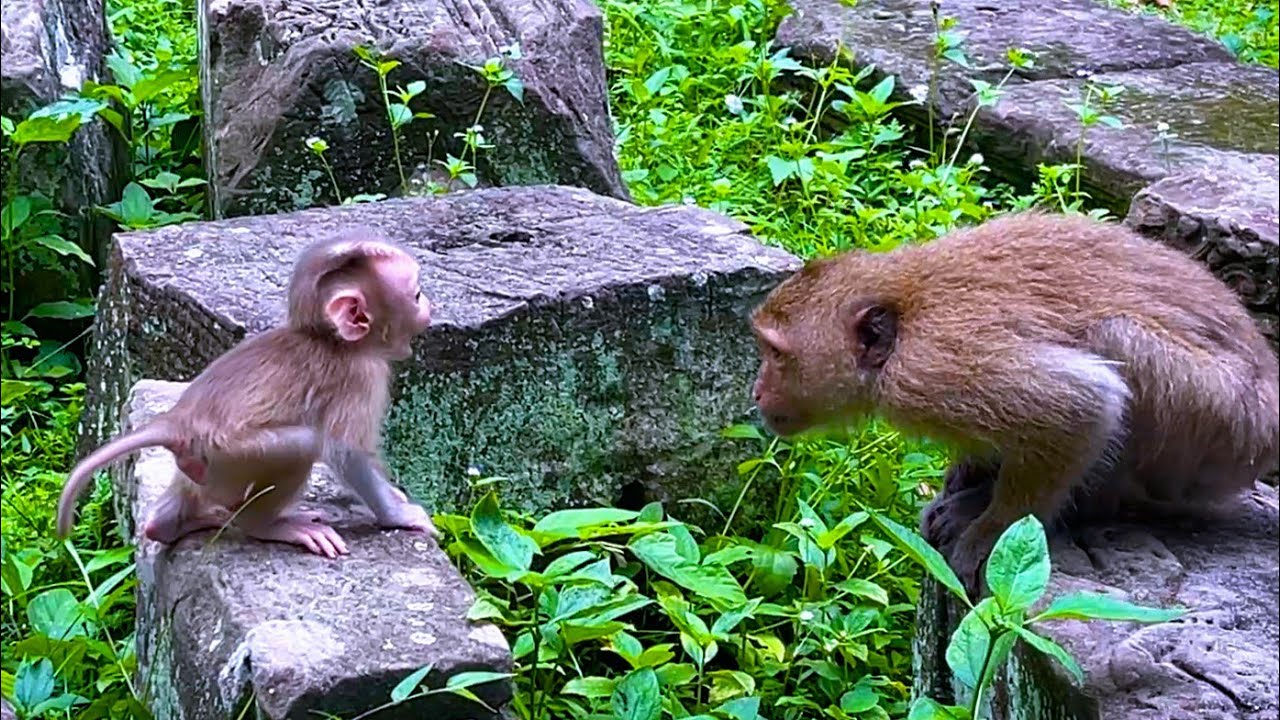 How Cutie Baby Lynx has sweet talking with beautiful Rainbow and ...