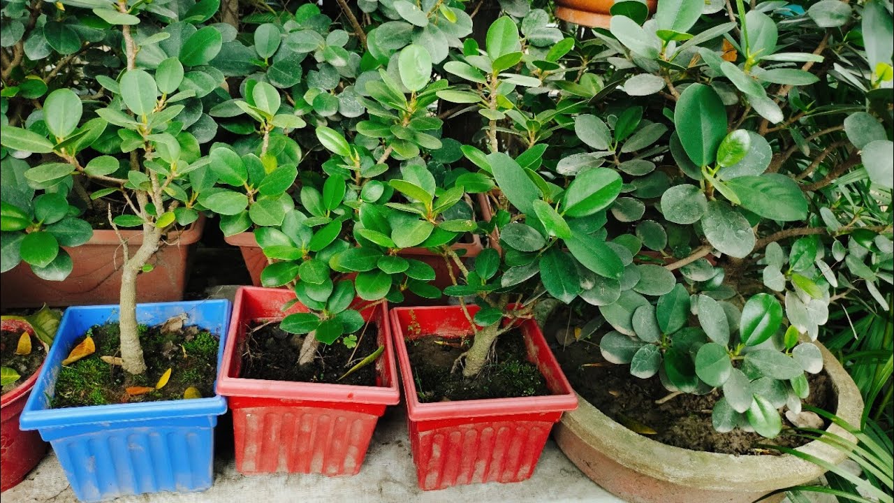 Growing Chinese Bunyan or Ficus Microcarpa Bonsai |Bonsai Plantation ...