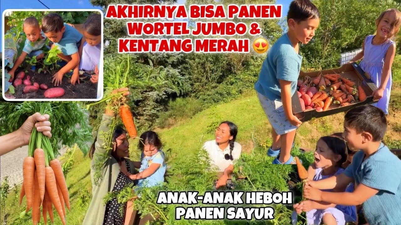 PANEN RAYA WORTEL & KENTANG BARENG ANAK-ANAK - YouTube