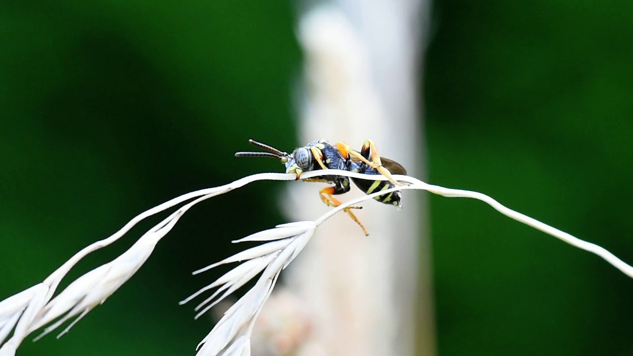 DSC 2781 the sleeping bee Nomada (II) - YouTube