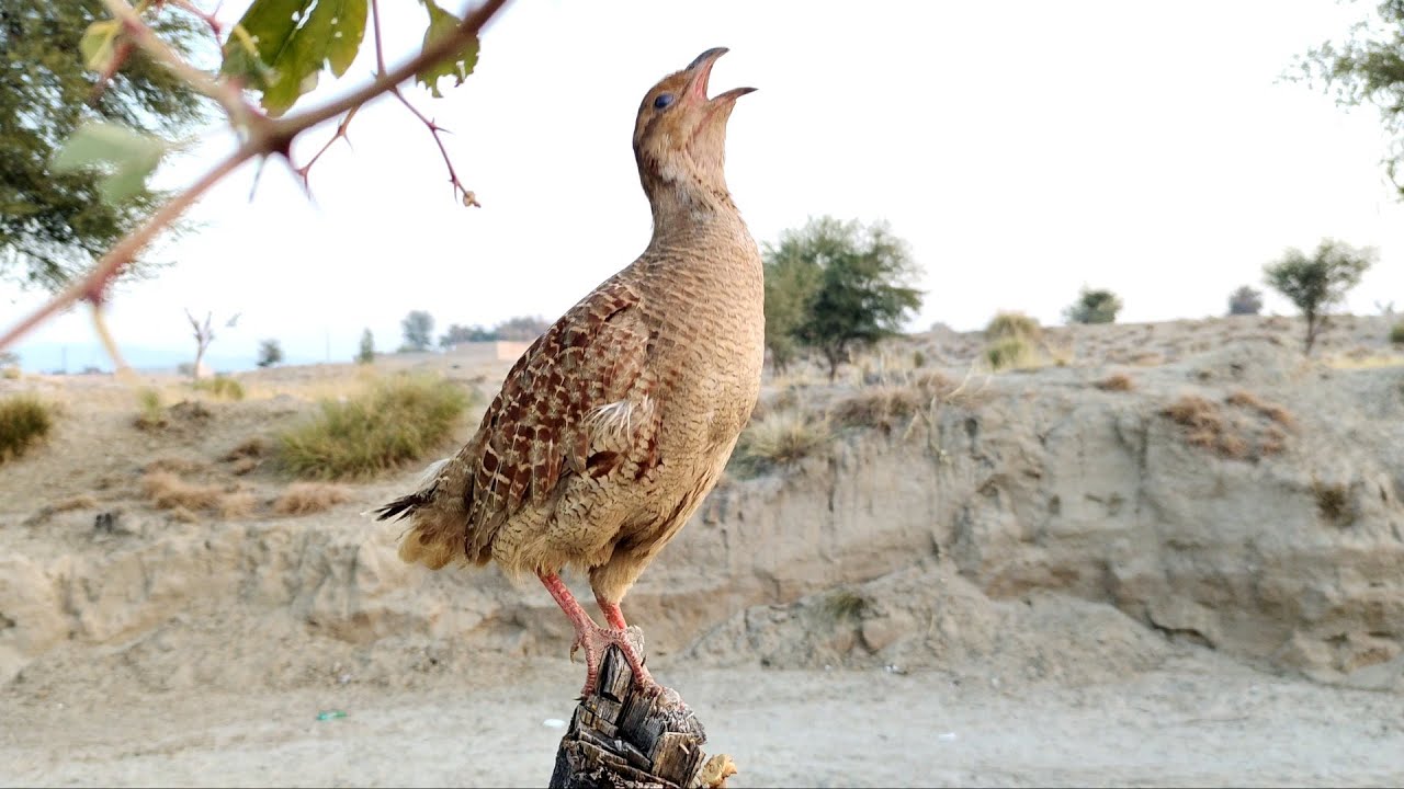 Teetar ki awaz | Teetar voice | gray francolin teetar sound | Female ...