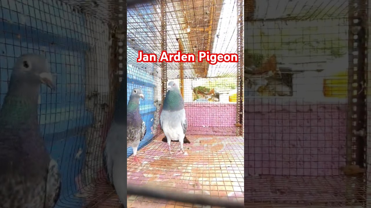 💥💥Jan Arden Pigeon #pigeon #shorts #trendingshorts #ytshorts💥💥 - YouTube