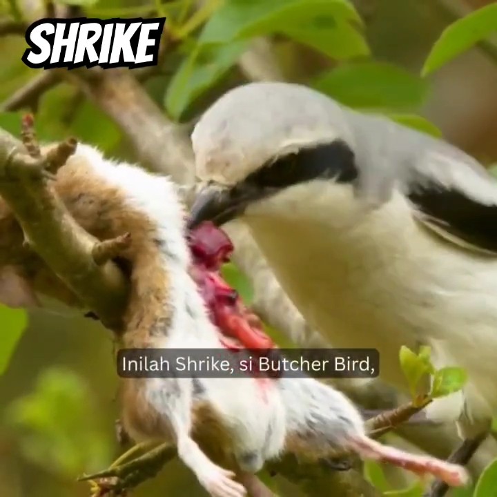 Si Jagal Bermuka Manis #animals #videoshort - YouTube