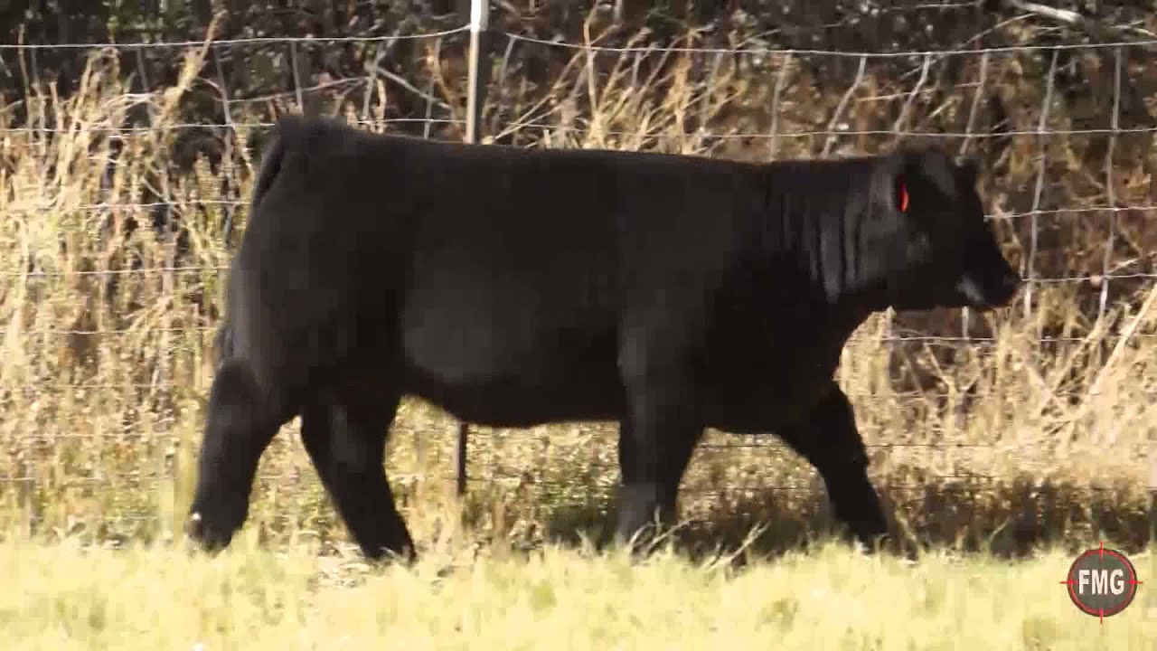 Crane Cattle Co Tag 16 - YouTube