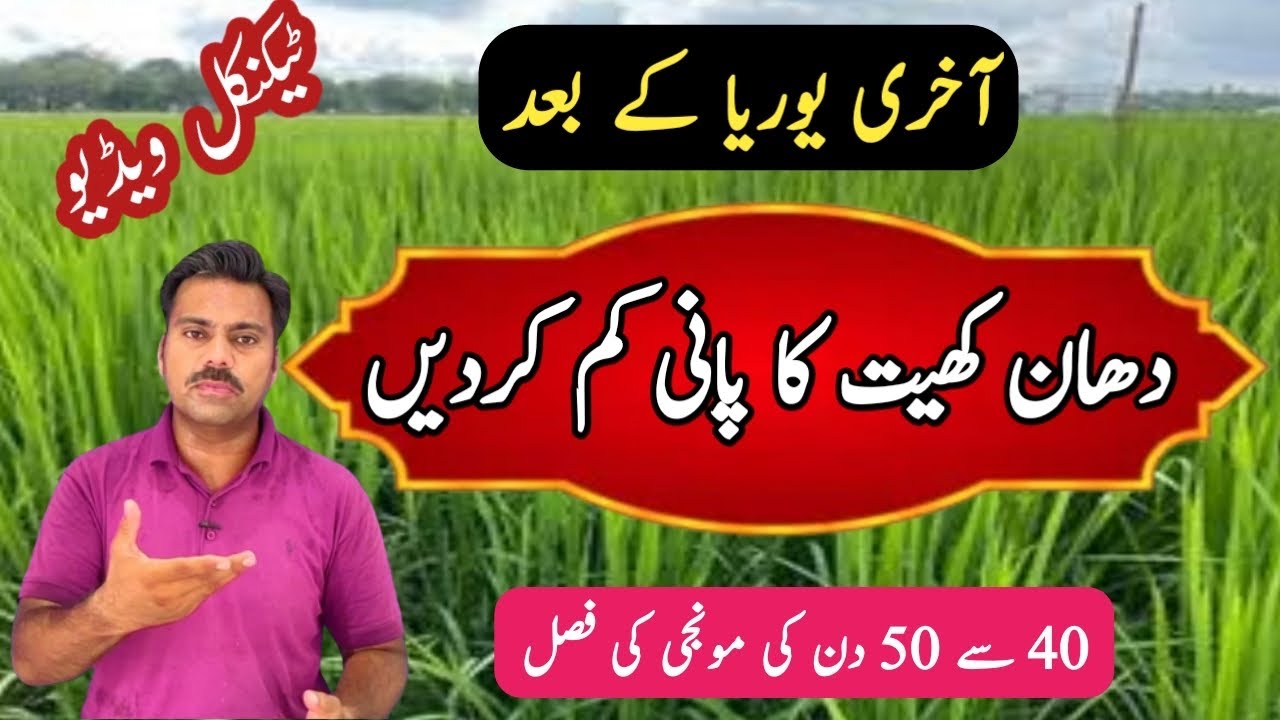 Water management in paddy field after last dose of Urea fertilizer ...
