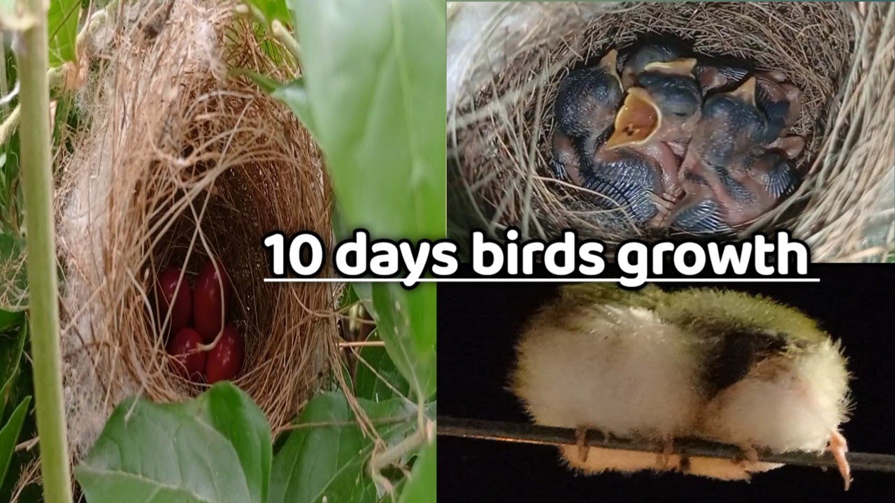 10 days birds growth moment's / wow beautiful so nice gubbacchi birds ...