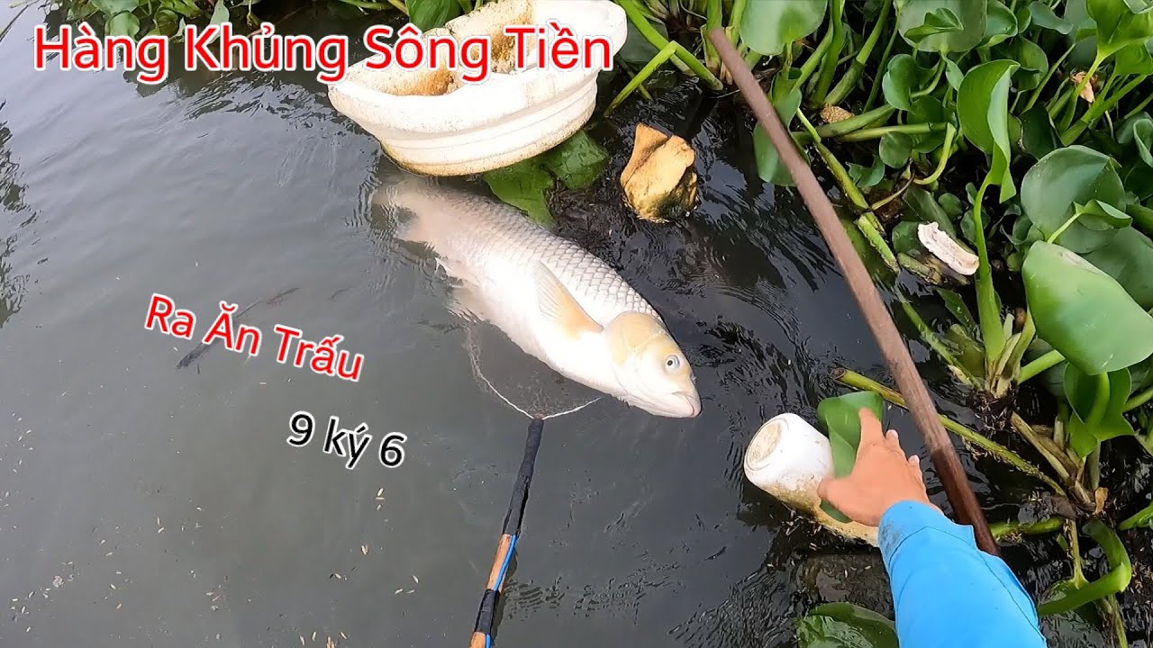 Hốt Hàng Khủng Sông Tiền Trong Bệ Chui Ra Ăn Trấu Sáng Sớm | Kích Cá ...