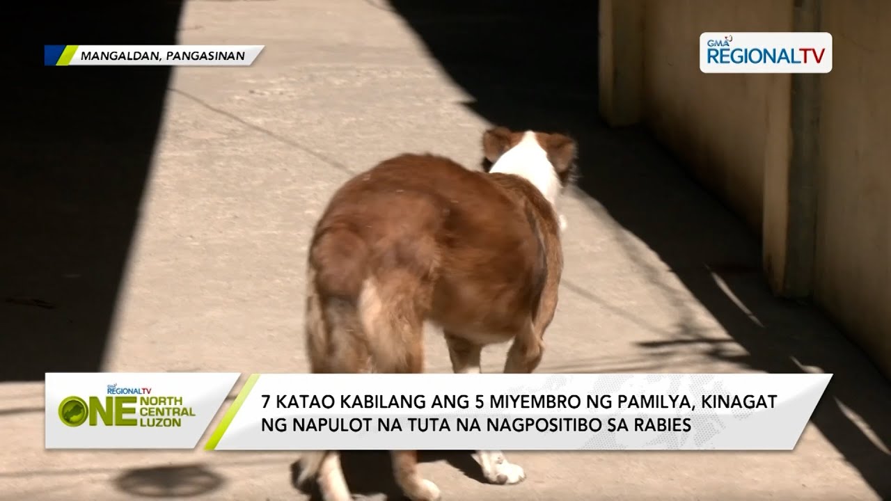 One North Central Luzon: 7 katao, kinagat ng napulot na tutang ...