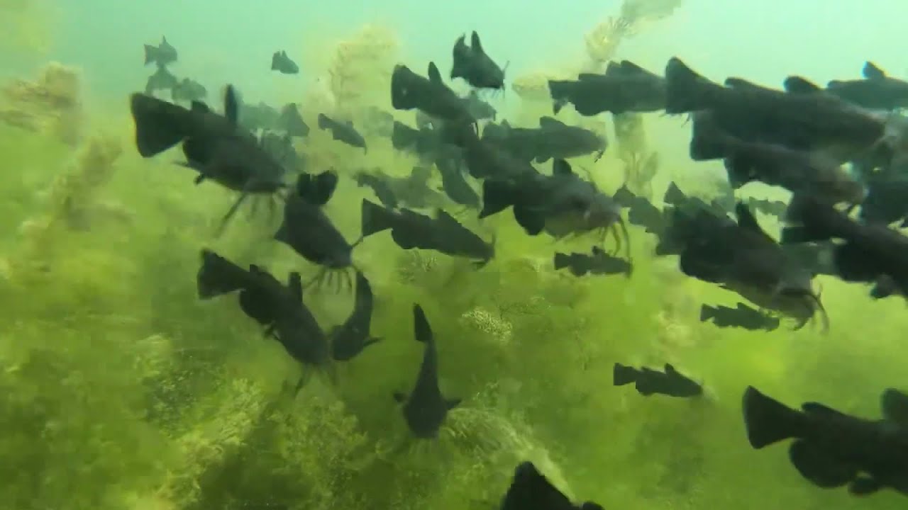 Elszaporodtak a Balatonban a törpeharcsák - YouTube