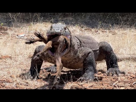 Today Komodo Swallows Small Goat On The Mountain[Latest Video] - YouTube