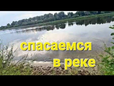 Беларусь //Жара невыносимая // Спасаемся в реке //Беларусь //Неман ...