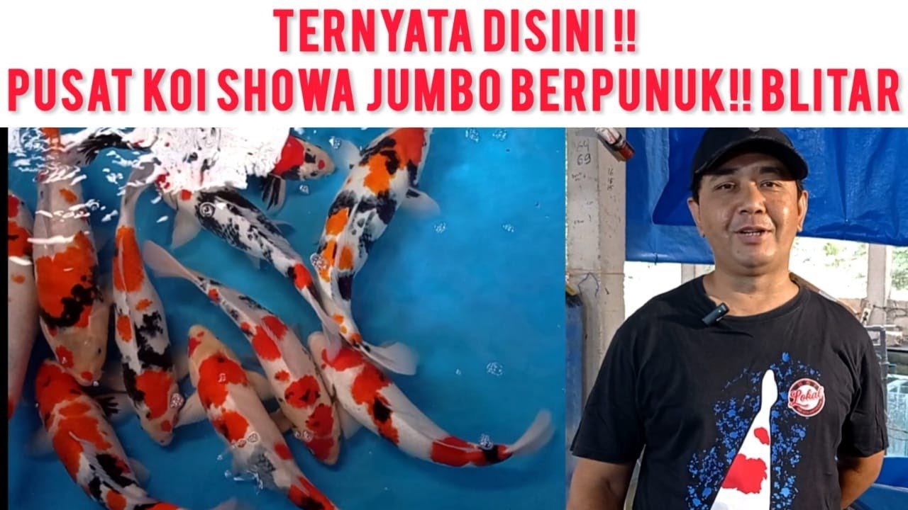 TERNYA DISINI PETANI KOI SHOWA SUPER BERPUNUK DI BLITAR - YouTube