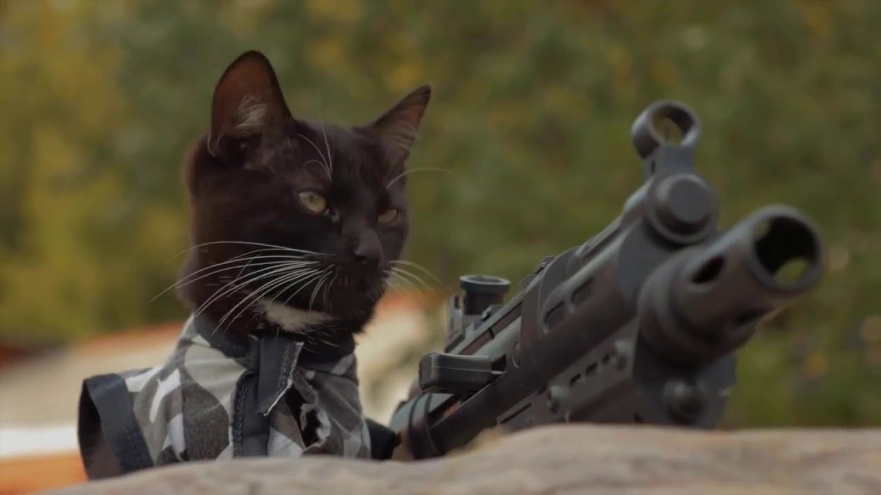 Cats vs Zombies - YouTube