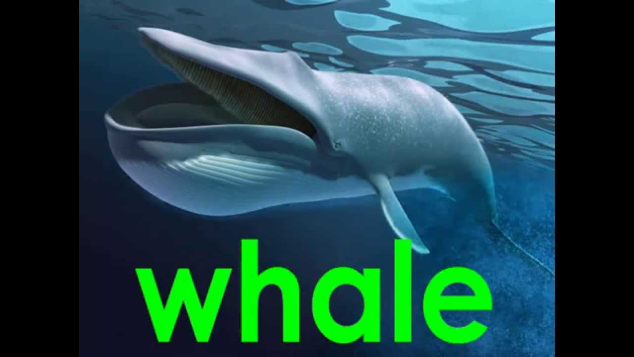 Whale - YouTube