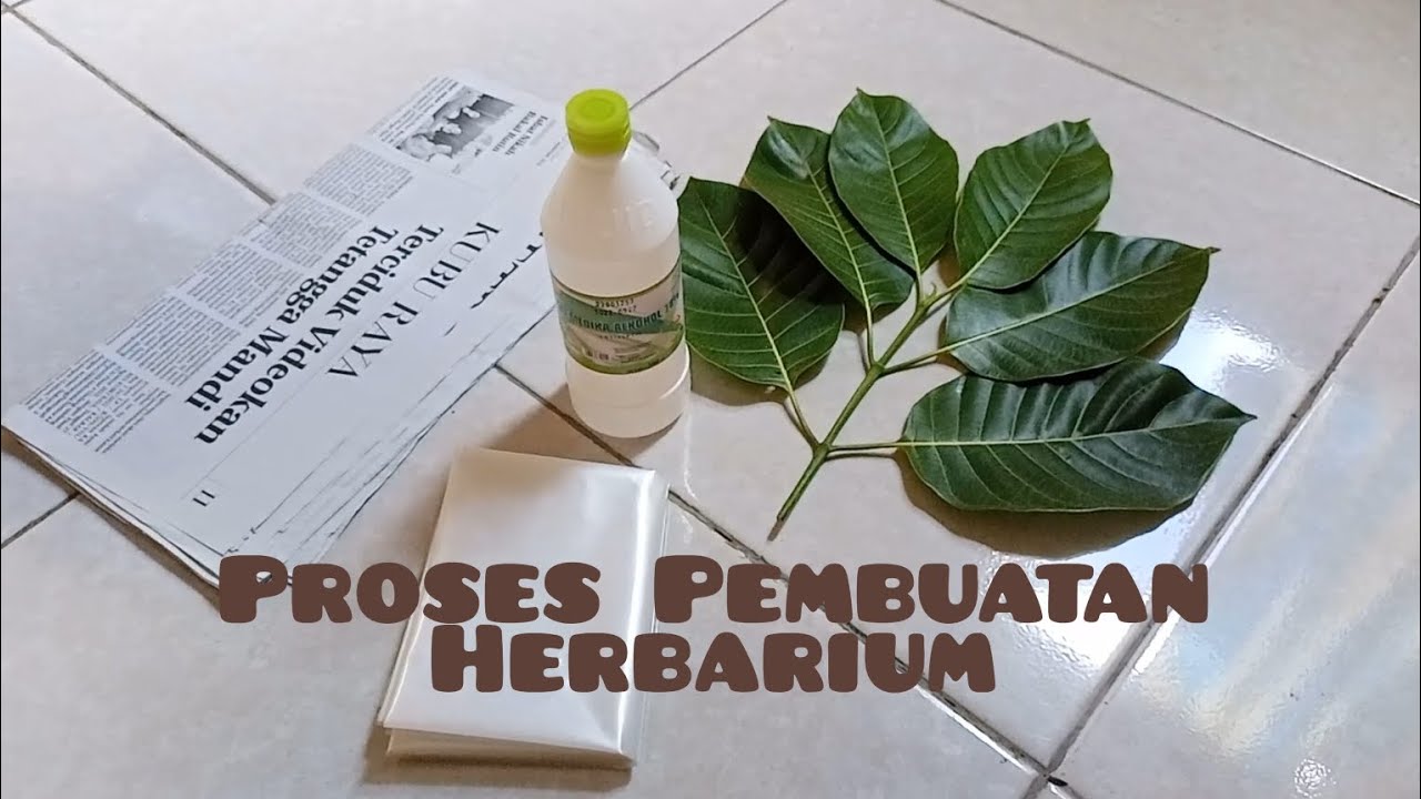 Proses Pembuatan Herbarium Basah - YouTube