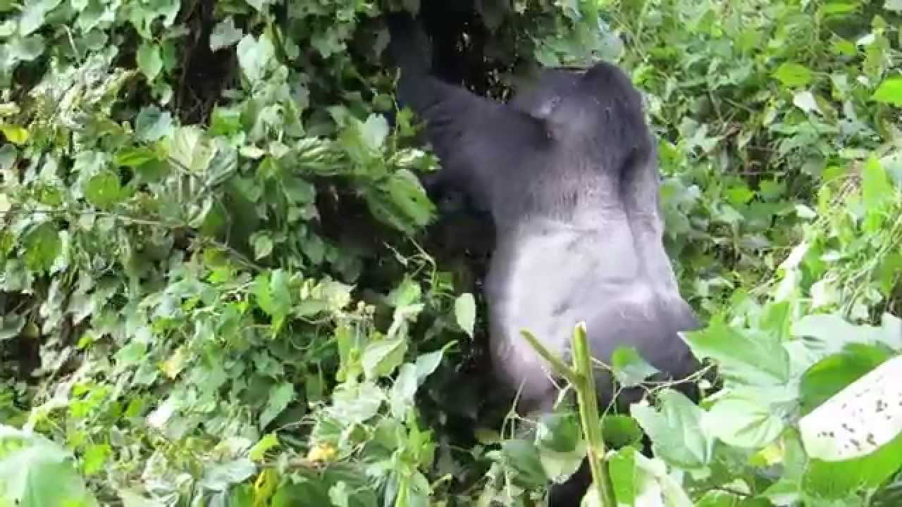 Silverback eyes a tasty branch high up... - YouTube