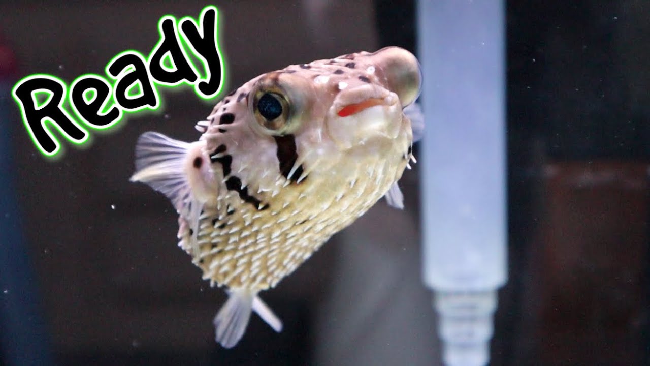 Fish Food Moment (PUFFERFISH PACU BREEDING AQUARIUM) - YouTube
