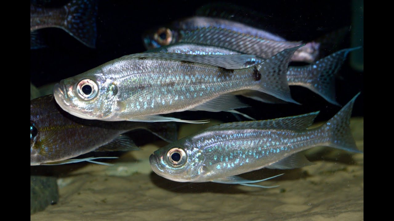 Haplotaxodon microlepis - YouTube