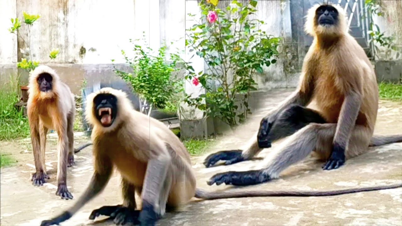 village Hanuman monkey studio - YouTube