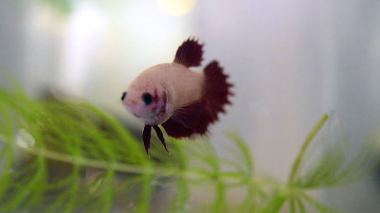 Multiple Betta tanks with drip system , my Betta collection and the fry ...