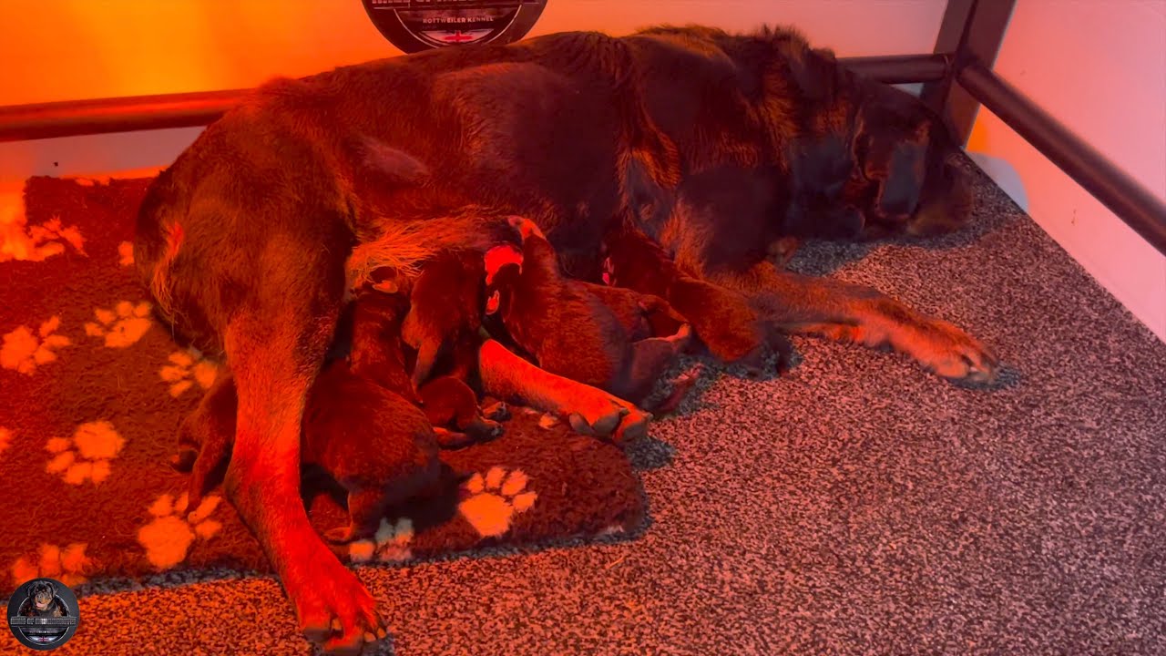 1 Week Old Rottweiler Puppies - YouTube