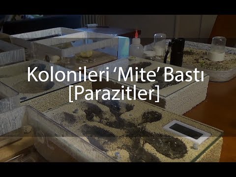 Kolonileri 'Mite' sardı / bastı.