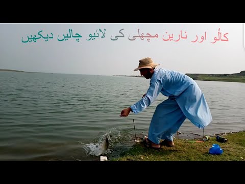 Dam Fishing Videos | Best Hook Fishing video Live Chall Black Carp fish ...
