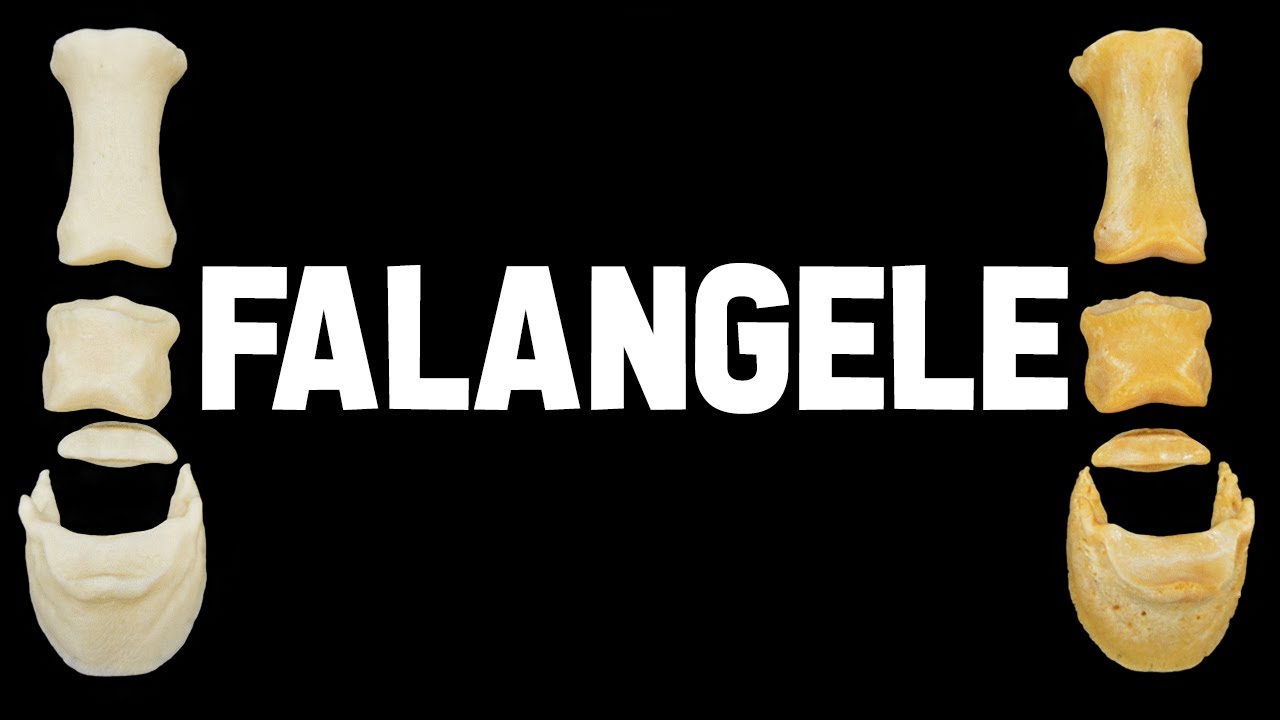 Falangele - Osteologie [Medicina Veterinara] - YouTube
