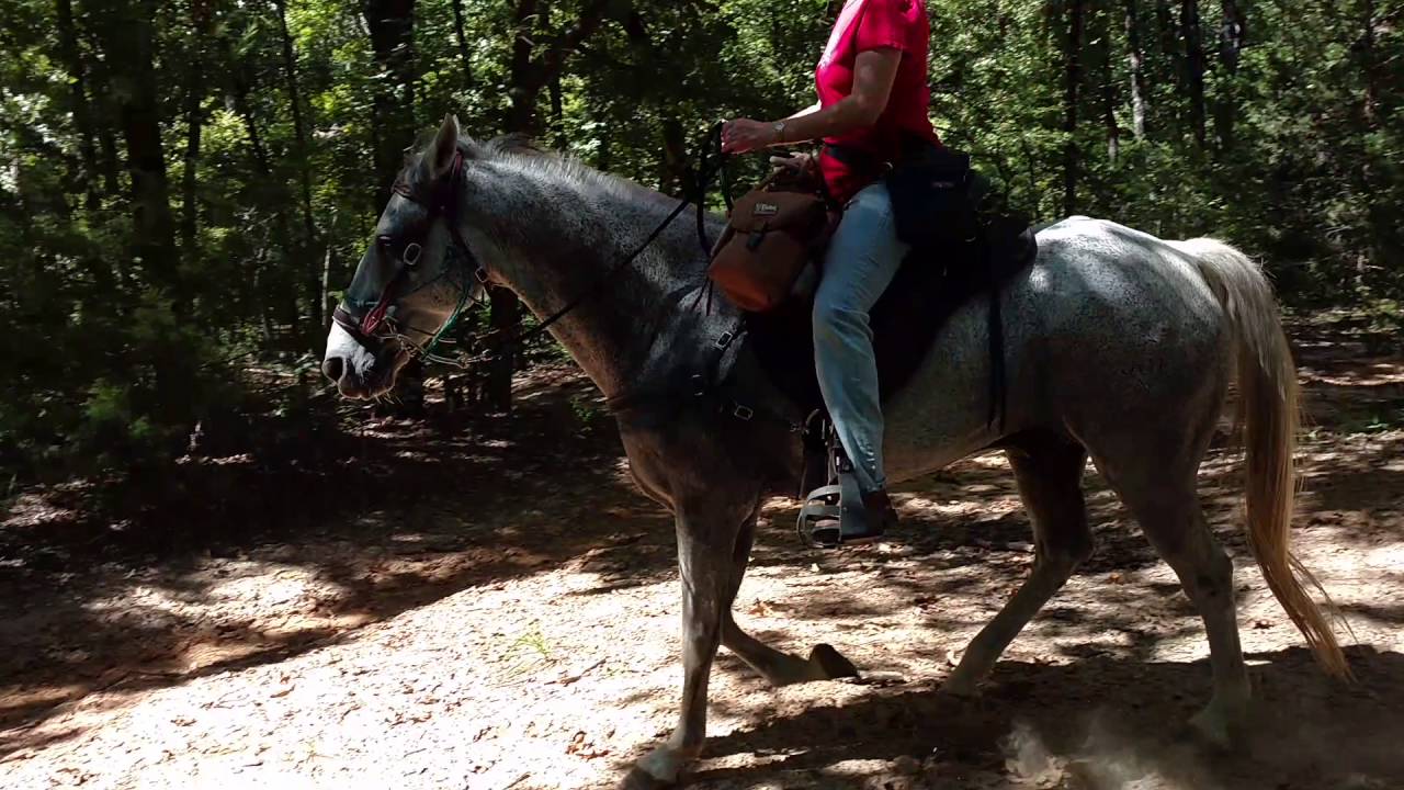 Gator on trail - Florida Cracker Horse gelding - YouTube