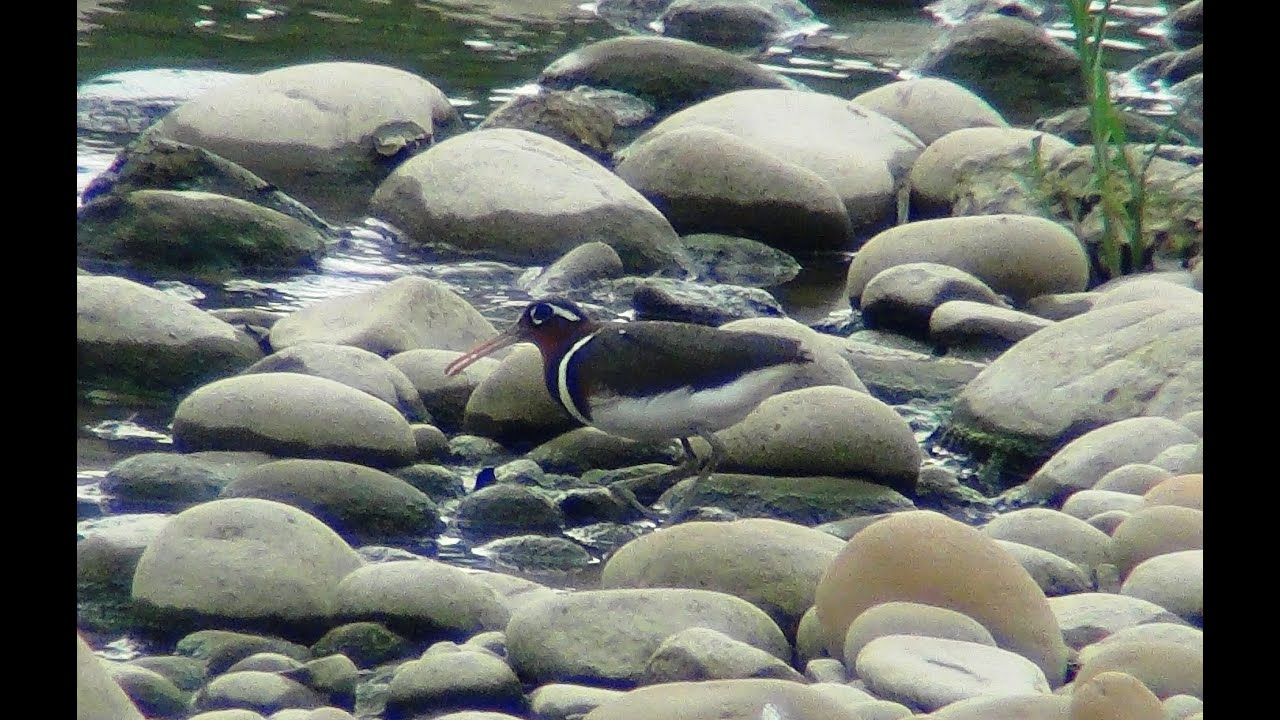 Female Greater Painted-snipe_from the other side of river - YouTube