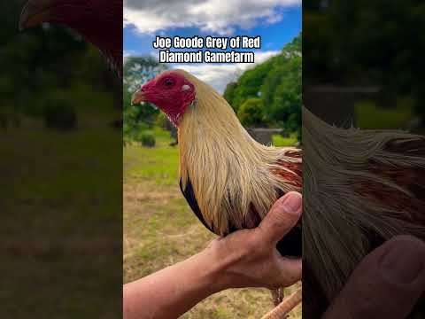 Joe Goode Grey. FB: Red Diamond Gamefarm #chicken #birds #youtubevide # ...
