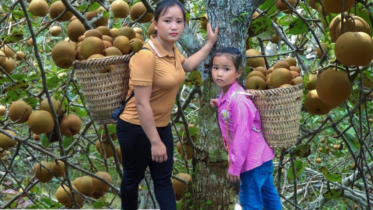 Harvest the pear garden goes to the market sell,About the village to ...