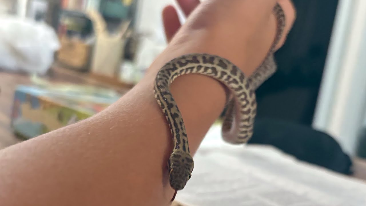 Meet my new Stimson python - YouTube