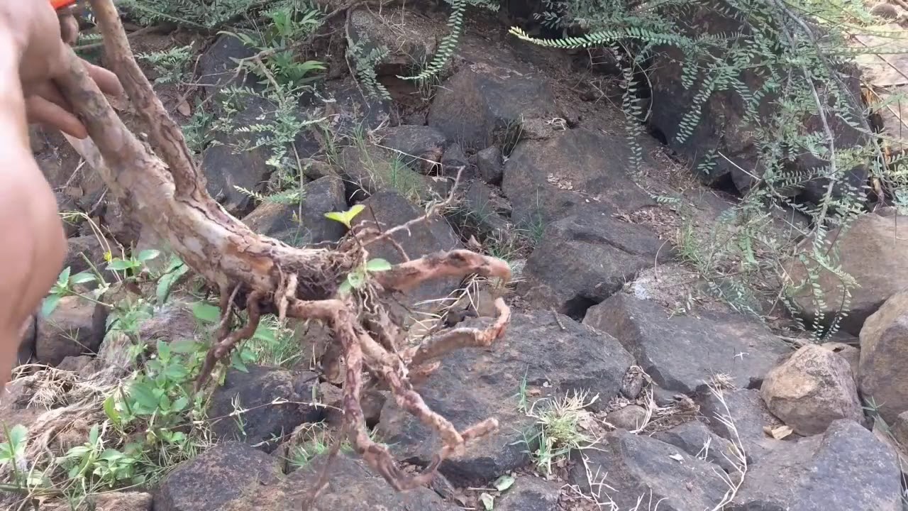 Bonsai hunting- dig wild guava tree bonsai - YouTube