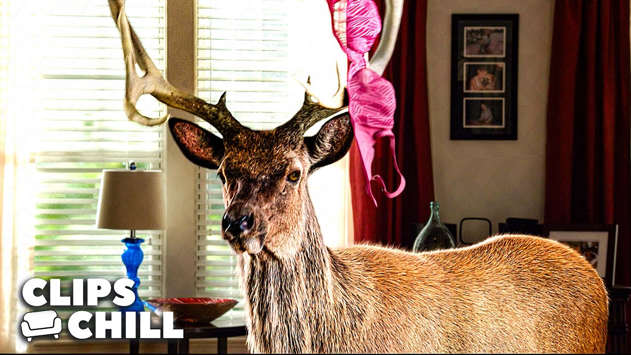 Deer Home Invasion | Grown Ups 2 - YouTube