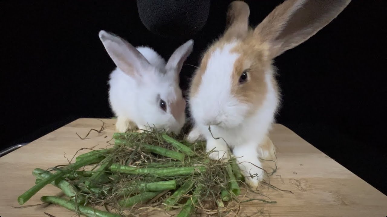 HUNGRY RABBITS EATING ASMR | @HungryPetsASMR - YouTube