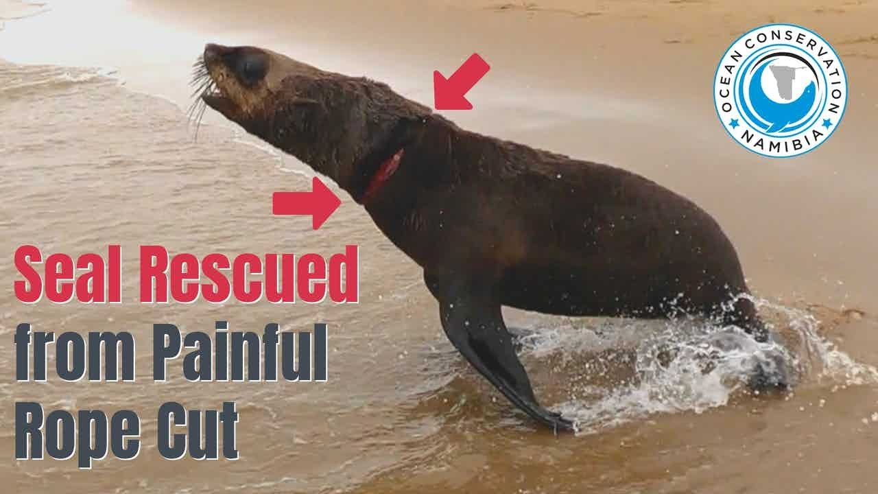 Seal Rescued from Rope Cut - YouTube