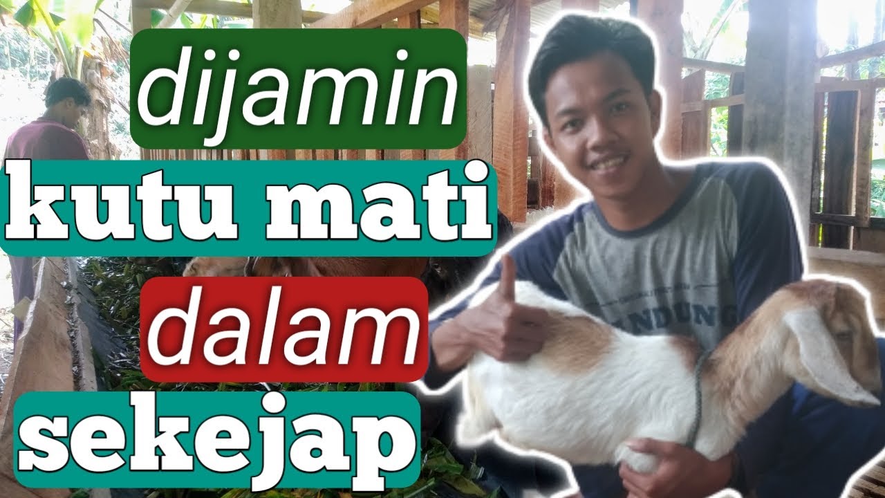 cara mudah mengobati kutu kambing.#bhaktimandirifarm#kutukambing# ...