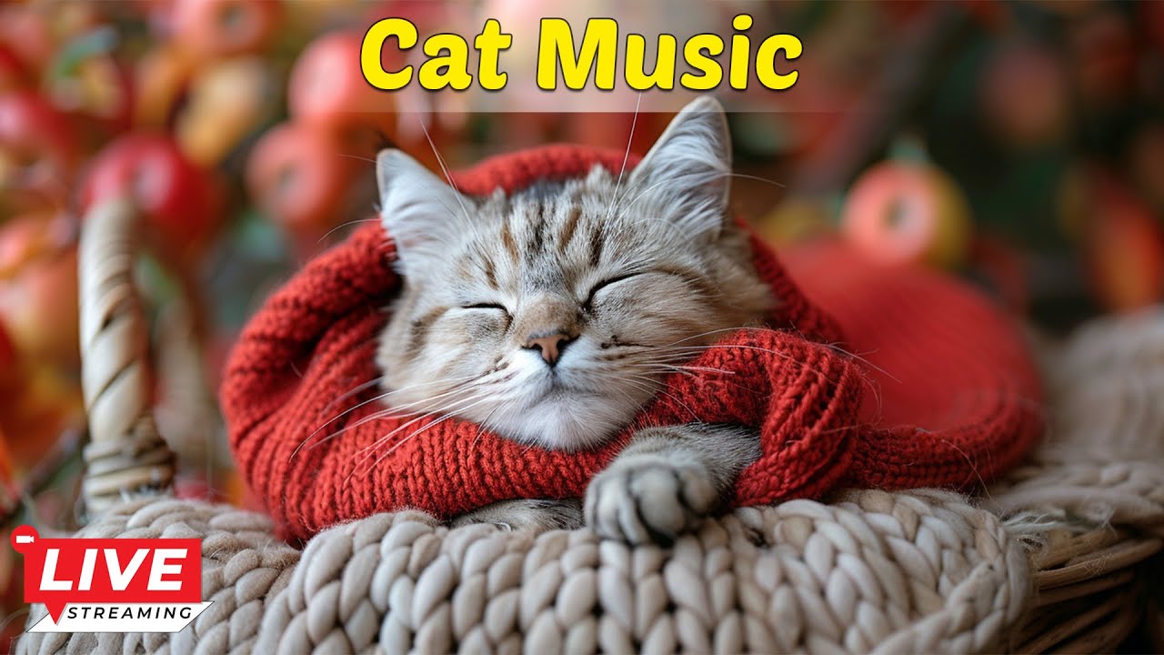 OUTSTANDING MUSIC FOR CATS - Soothing Sounds for Cat - Relaxing Music ...