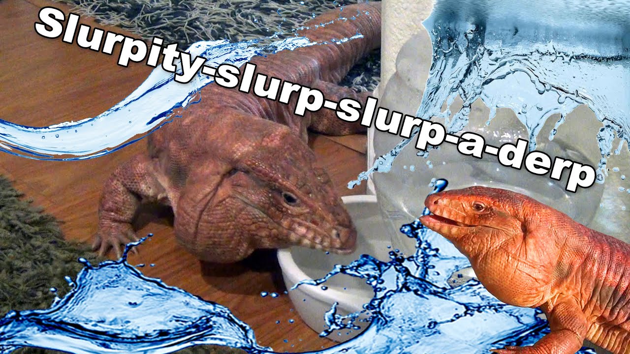 Lizard drinking: Slurpity-slurp-slurp-a-derp - YouTube
