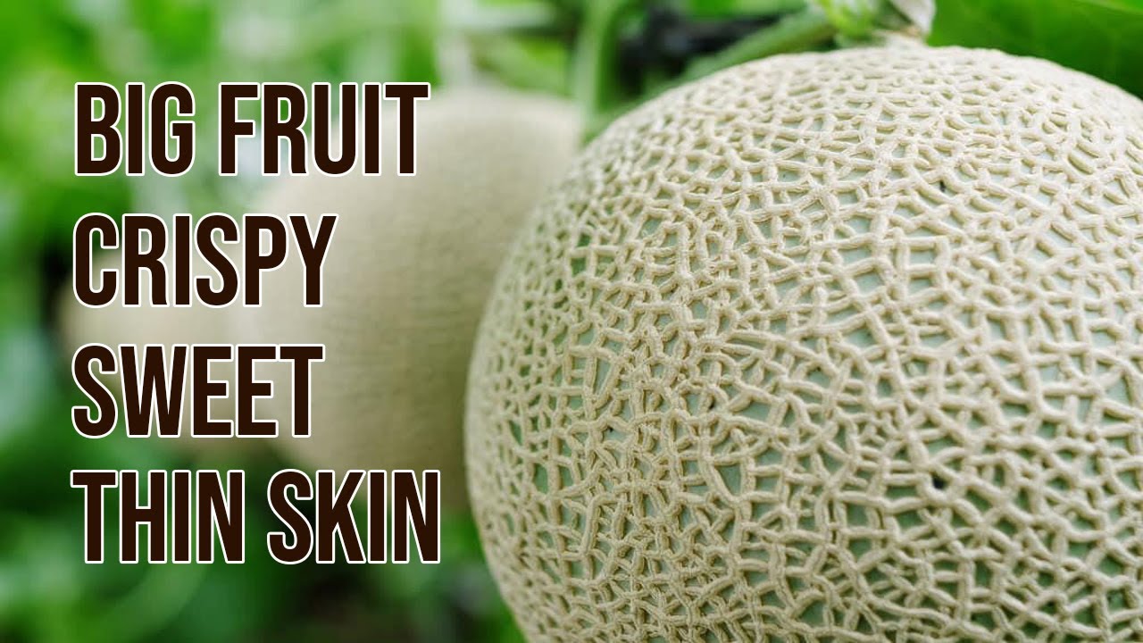 [SO AMAZING] Crispy, Sweet, Thin Skin, Big Fruit - Best Melon You ...