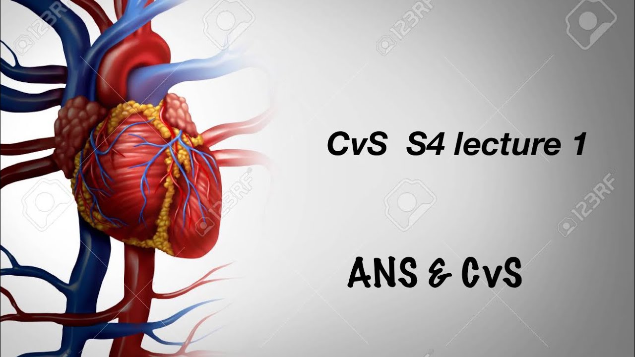 CvS S4 lect 1 ( autonomic nervous system & CVS ) - YouTube