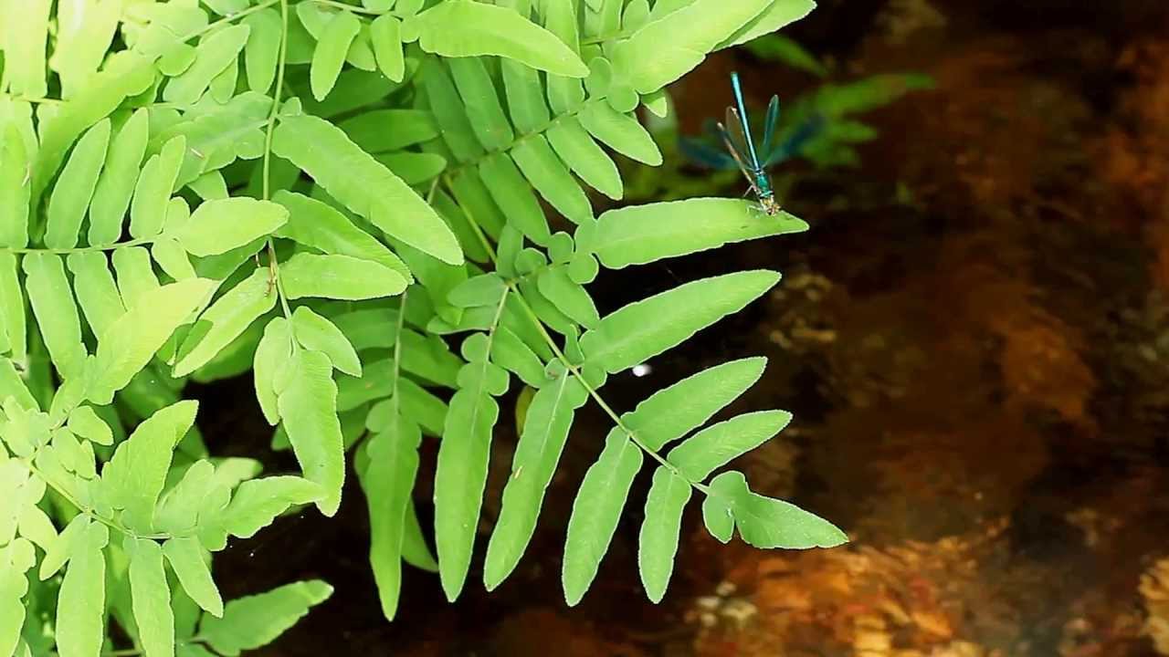 Libellule reproduction - YouTube